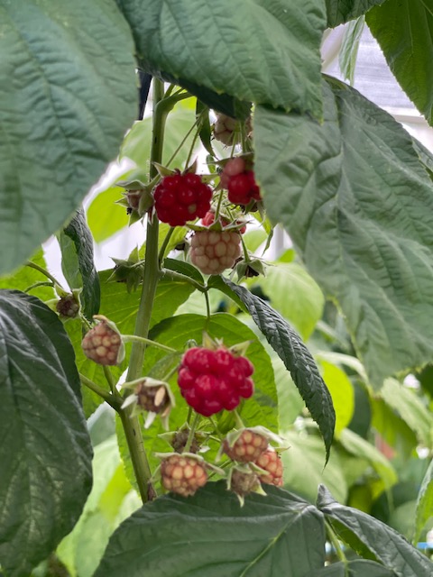 Happy Village Farm Launches Raspberry Production in Bali